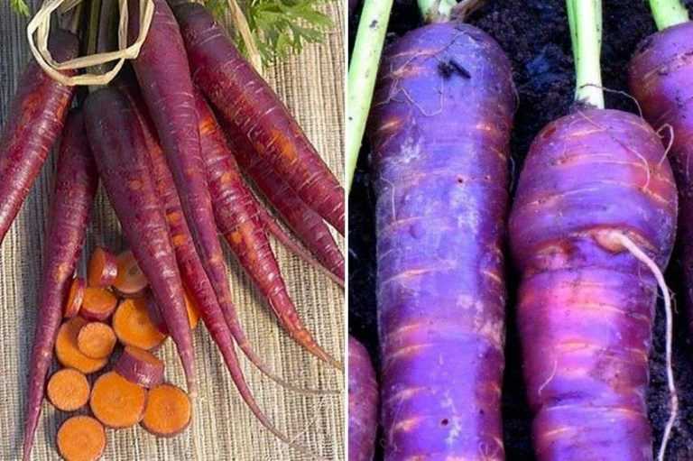 Les meilleures variétés de carottes à cultiver - Promesse de Fleurs