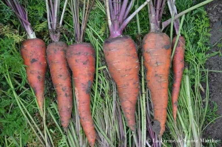 Les meilleures variétés de carottes à cultiver - Promesse de Fleurs