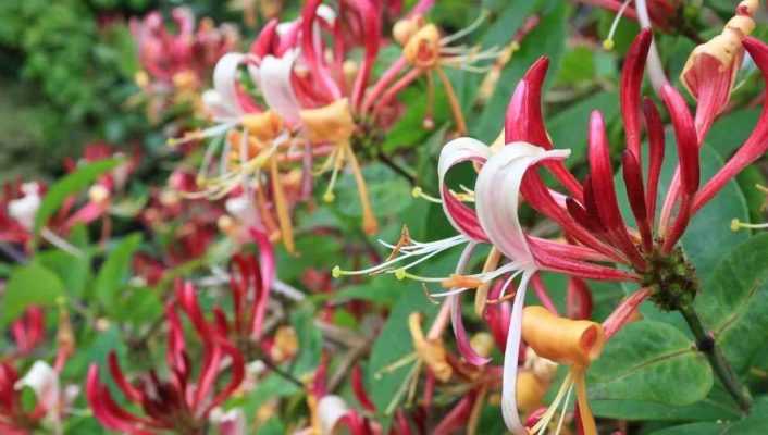 Choisir un Chèvrefeuille : nos conseils - Promesse de Fleurs