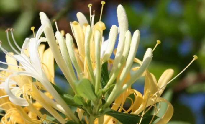 Chèvrefeuille : plantation, taille et entretien - Les conseils de nos ...