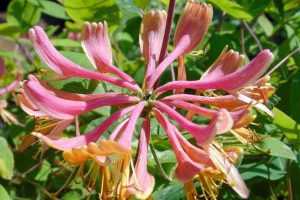Chèvrefeuille : les plus parfumés ! - Promesse de Fleurs