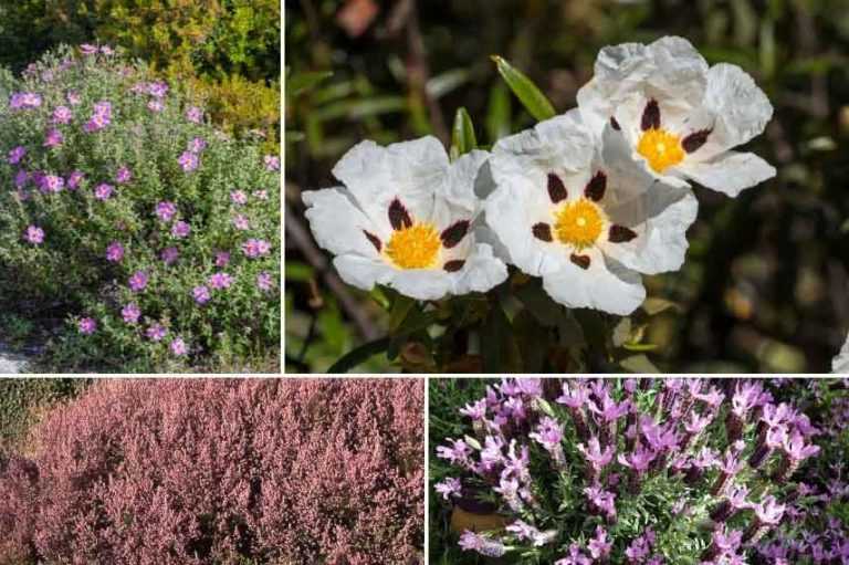 Differentes Varietes De Cistes