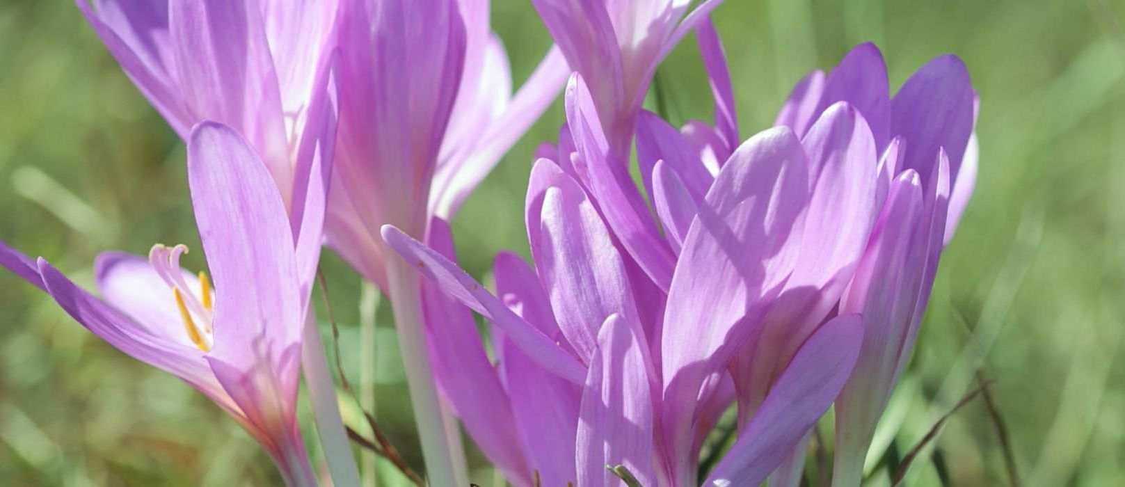 Comment associer les colchiques ? - Promesse de Fleurs