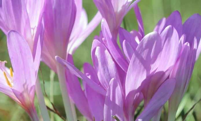 Comment associer les colchiques ? - Promesse de Fleurs