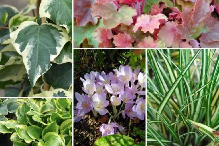Comment associer les colchiques ? - Promesse de Fleurs