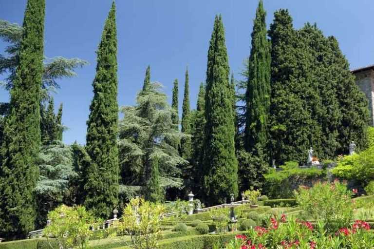 7 conifères pour un jardin méditerranéen - Promesse de Fleurs