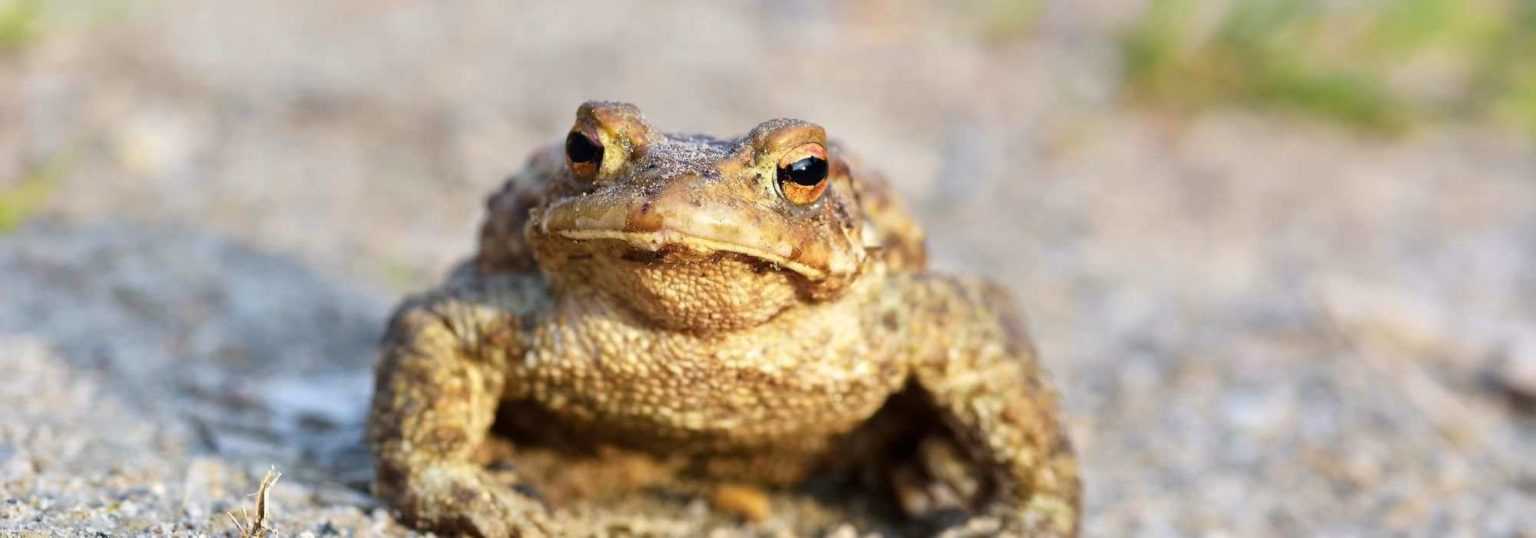 Le crapaud, un animal utile à préserver - Promesse de Fleurs