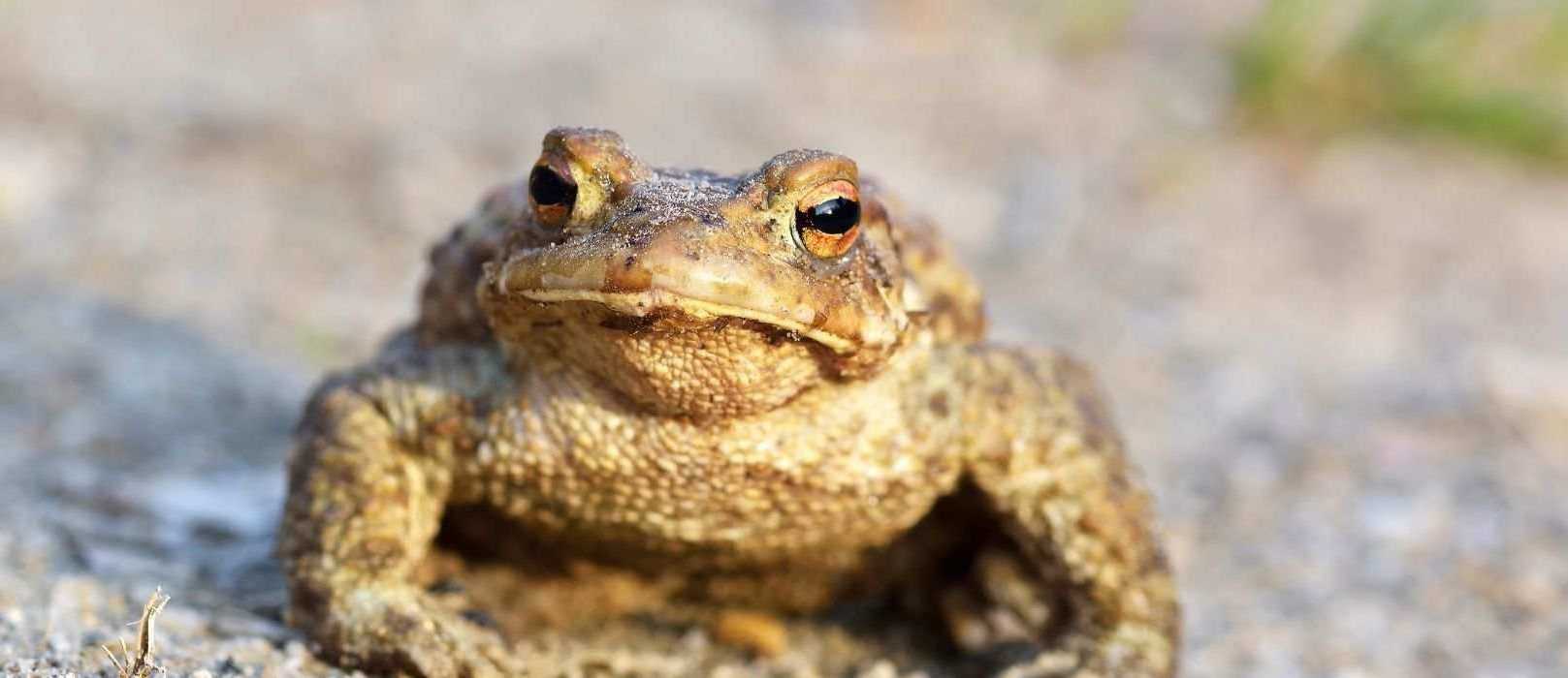 Le crapaud, un animal utile à préserver - Promesse de Fleurs