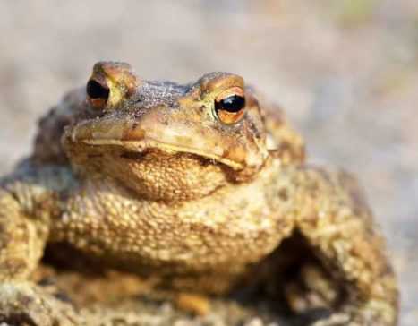 Le crapaud, un animal utile à préserver - Promesse de Fleurs