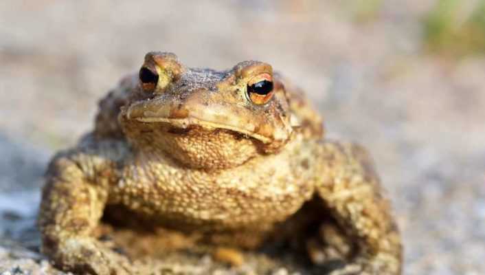 Le crapaud, un animal utile à préserver - Promesse de Fleurs