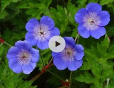 Geranium pratense Laura - Géranium vivace blanc à fleurs doubles ...