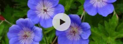 Geranium pratense Laura - Géranium vivace blanc à fleurs doubles ...