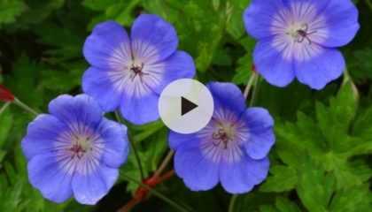 Geranium pratense Laura - Géranium vivace blanc à fleurs doubles ...