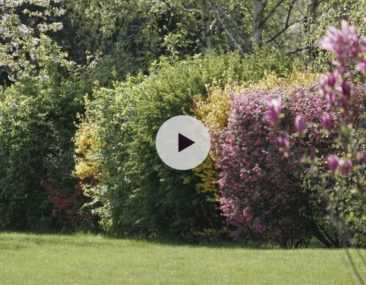 10 arbres résistants au vent - Promesse de Fleurs