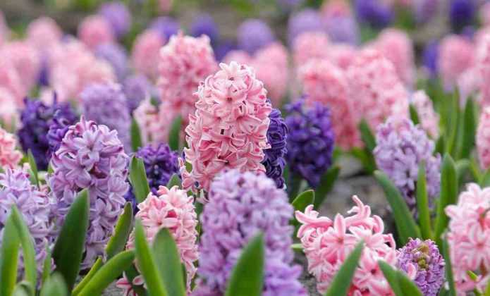 Planter des Jacinthes : nos conseils - Promesse de Fleurs