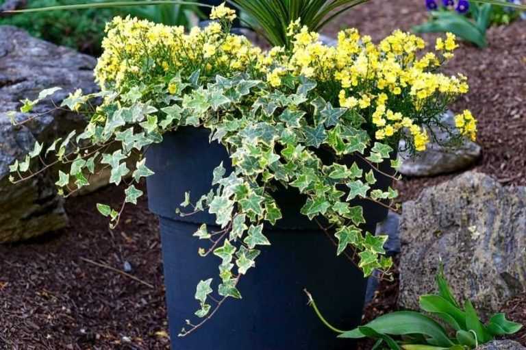 Lierre en pot : variétés, type de pot, plantation et entretien