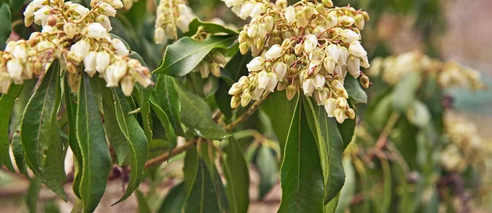 Maladies et parasites du Pieris - Promesse de Fleurs