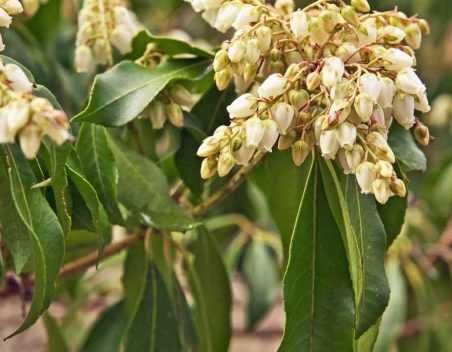 Maladies et parasites du Pieris - Promesse de Fleurs