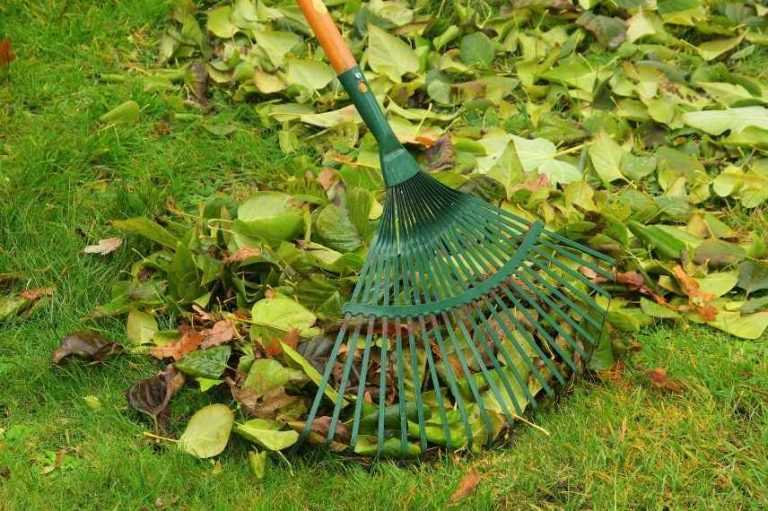 Comment ramasser les feuilles mortes ? - Promesse de Fleurs
