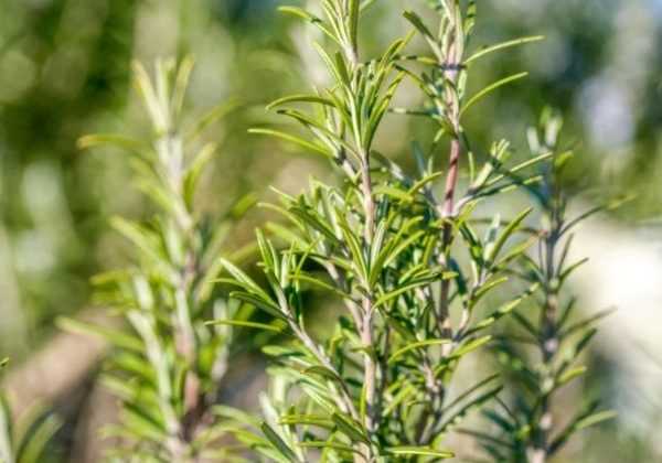Romarin : plantation, bienfaits, récolte - Nos conseils
