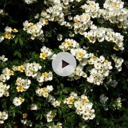 Rosa banksiae Lutea - Rosier de Banks, liane à petites roses jaune pâle