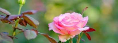 Pourquoi les rosiers sont-ils greffés ? - Promesse de Fleurs