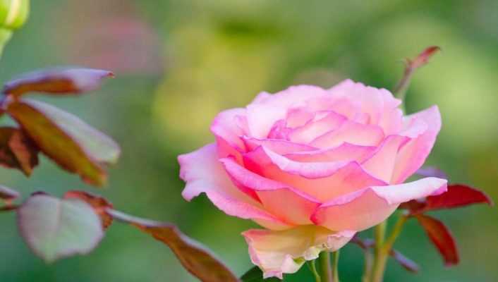 Pourquoi les rosiers sont-ils greffés ? - Promesse de Fleurs