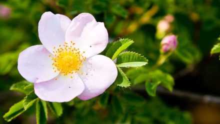 9 rosiers à fleurs d’églantine roses - Promesse de Fleurs
