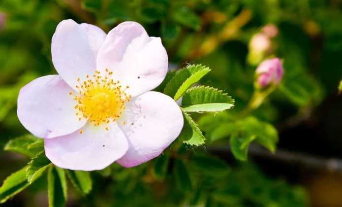 5 rosiers à fleurs d’églantines blanches - Promesse de Fleurs