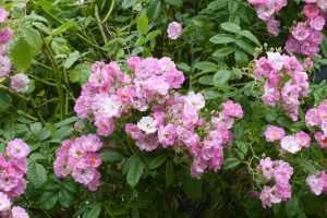 8 rosiers lianes à fleurs roses - Promesse de Fleurs