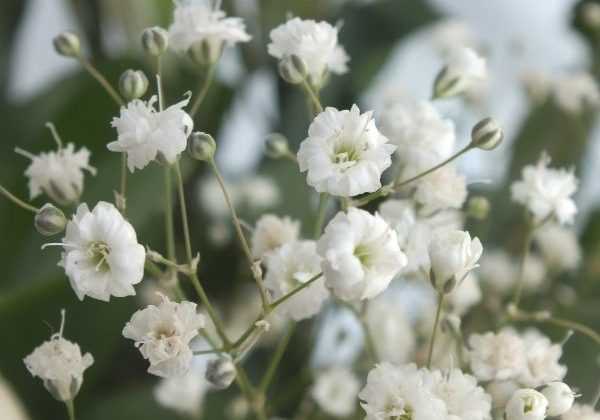 Gypsophile : plantation et entretien - Promesse de Fleurs