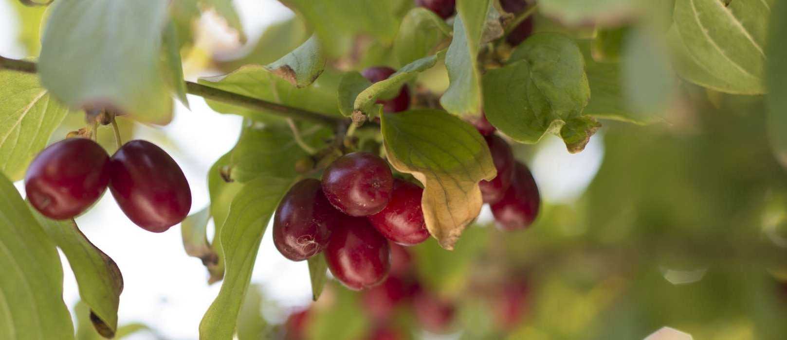 Cultiver le cornouiller mâle pour ses fruits - Promesse de Fleurs