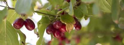 Cultiver le cornouiller mâle pour ses fruits - Promesse de Fleurs