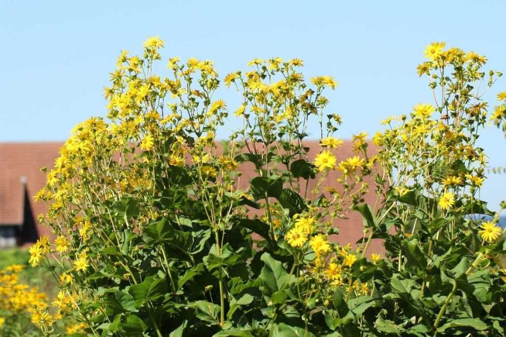 Le Silphium : plantation, culture - Promesse de Fleurs