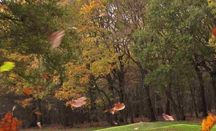 10 arbres résistants au vent - Promesse de Fleurs