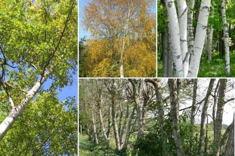 10 arbres résistants au vent - Promesse de Fleurs