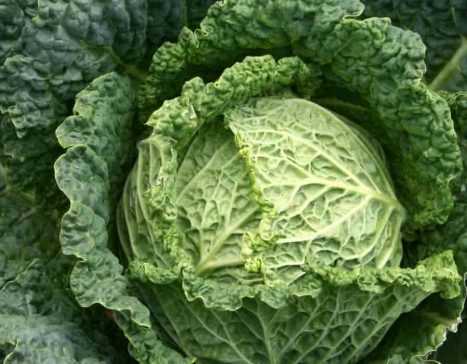 6 choux de Milan à découvrir - Promesse de Fleurs