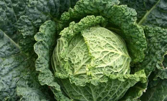 6 choux chinois à découvrir - Promesse de Fleurs