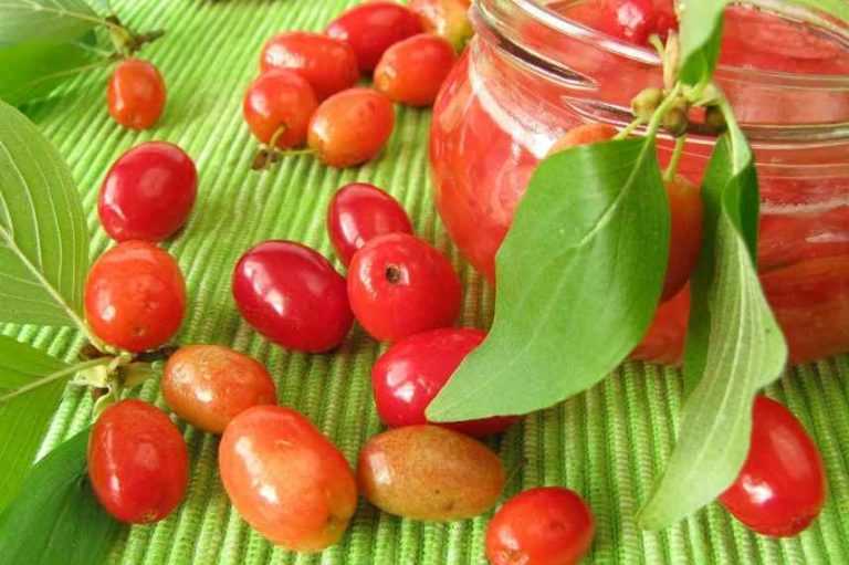 Cultiver le cornouiller mâle pour ses fruits - Promesse de Fleurs