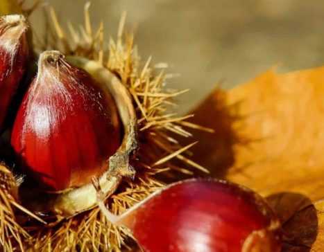 Châtaigne et marron, quelles différences ? - Promesse de Fleurs