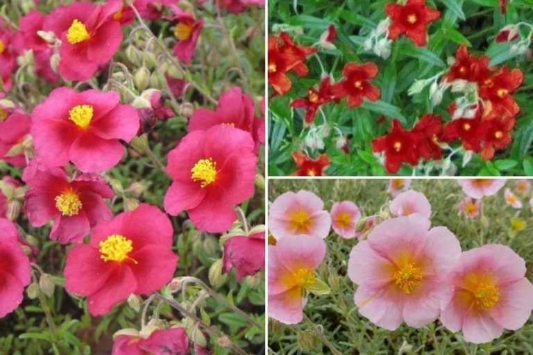 Cultiver un hélianthème en pot - Promesse de Fleurs