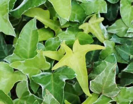 6 lierres à découvrir : belles et originales variétés - Promesse de Fleurs