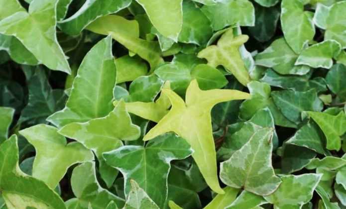 Lierre en pot : variétés, type de pot, plantation et entretien