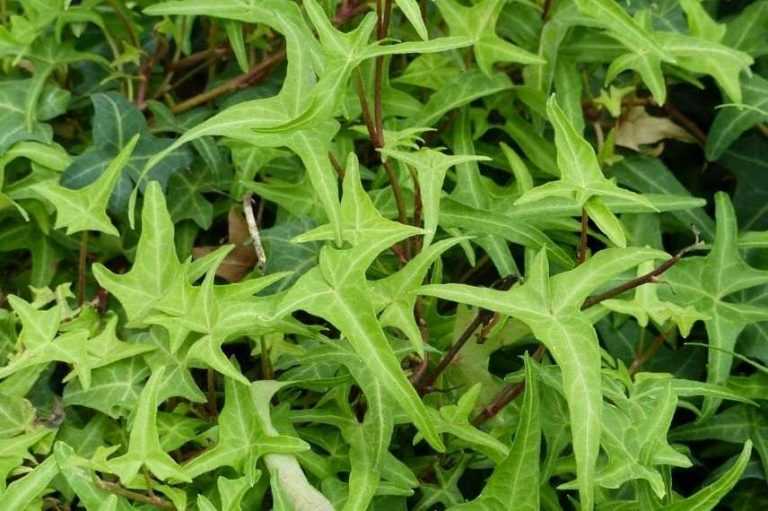 6 lierres à découvrir : belles et originales variétés - Promesse de Fleurs