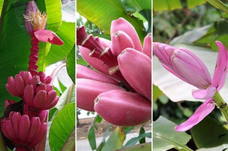 Quel bananier planter suivant votre région ? - Promesse de Fleurs
