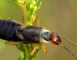 Insectes auxiliaires