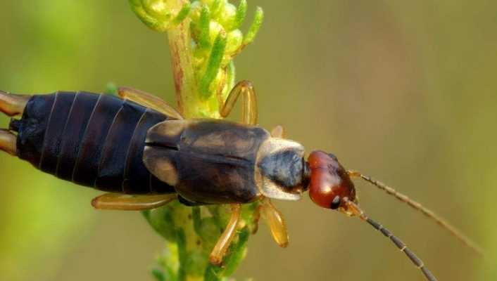 Le perce-oreille, un auxiliaire méconnu pour le jardin - Promesse de Fleurs