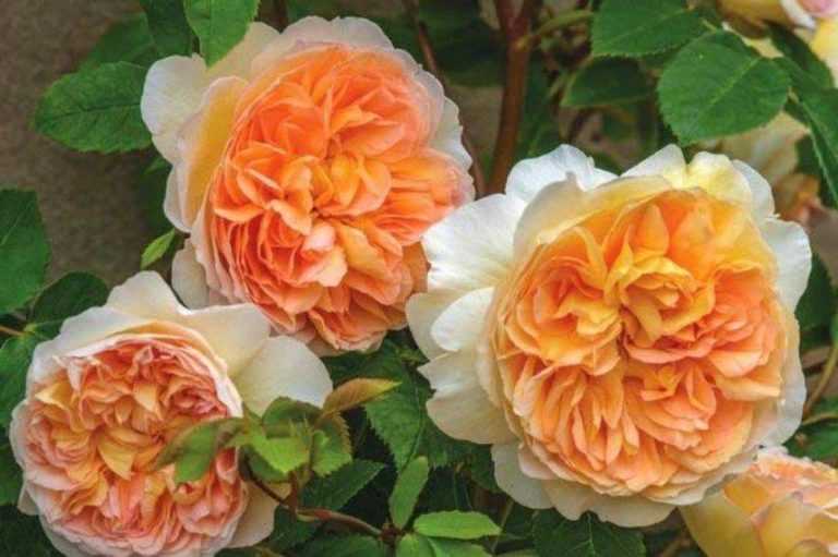 Rosier Grimpant Remontant Parfum