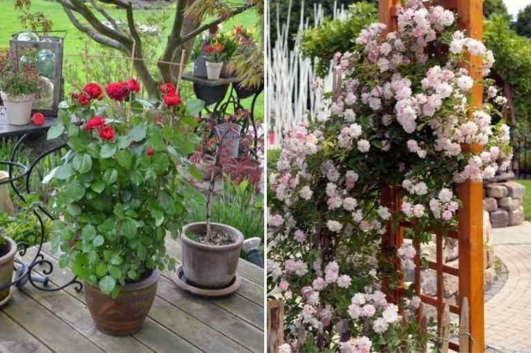 Comment cultiver un rosier grimpant en pot ? - Promesse de Fleurs