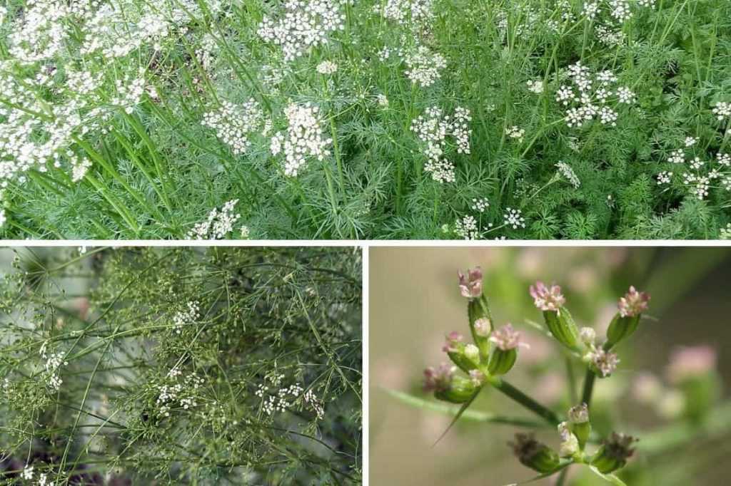 Cumin : semer, cultiver et récolter - Promesse de Fleurs